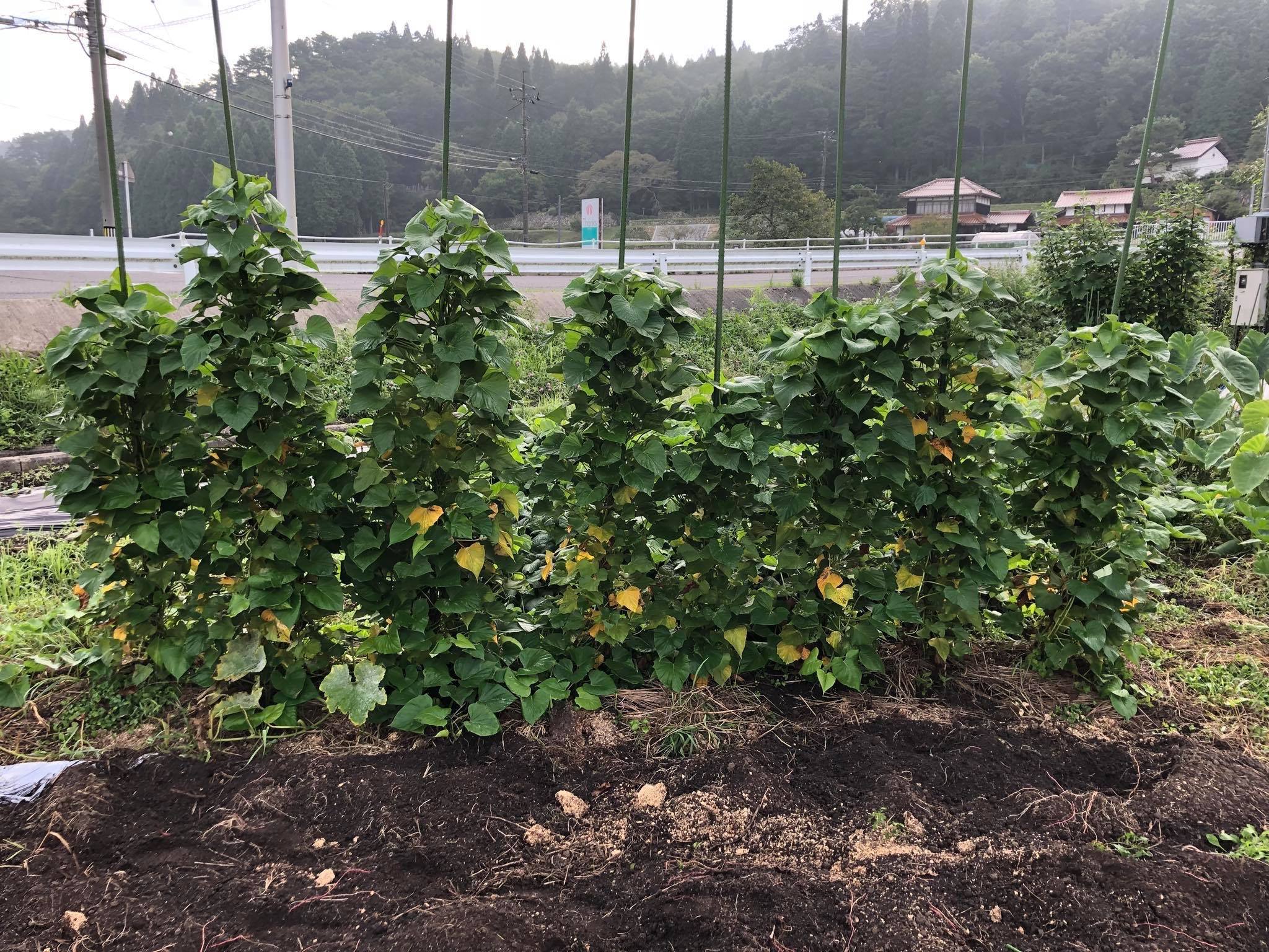 池田さん9 | Doho style labo